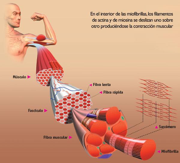 Tipos de fibras musculares e a sua relação com o desporto