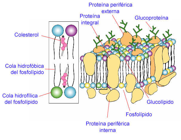 Protocolo HSN: Destroi a Gordura