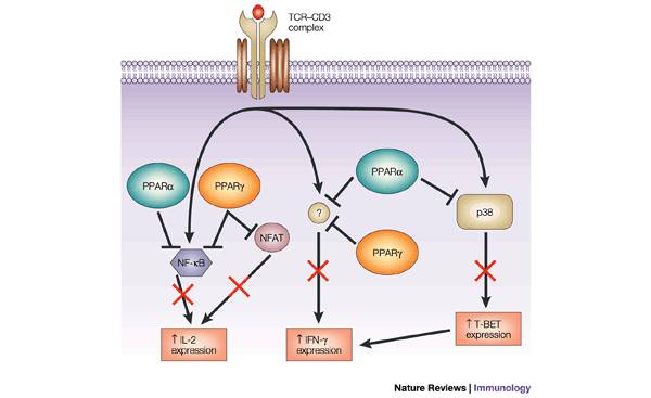 Protocolo HSN: Destroi a Gordura
