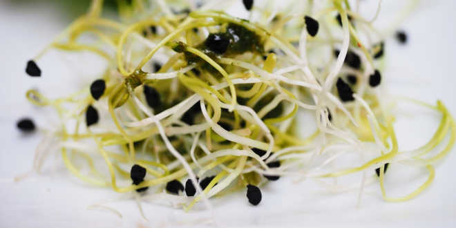 Alfafa - Conhece o chamado como rei dos alimentos