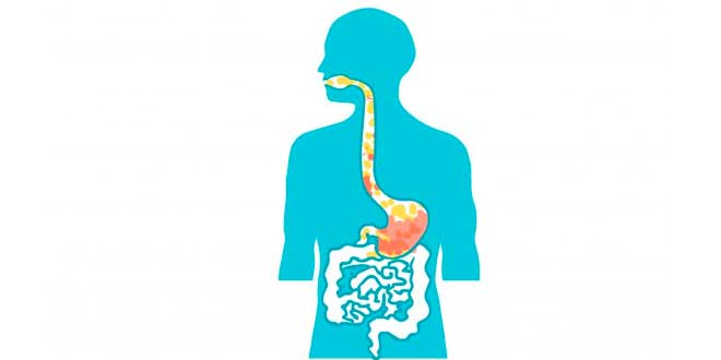 As Enzimas Digestivas e a sua Importância