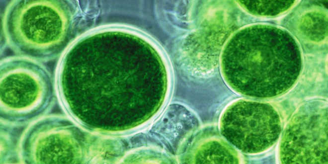 Alga Chlorella, eficaz para desintoxicar o organismo