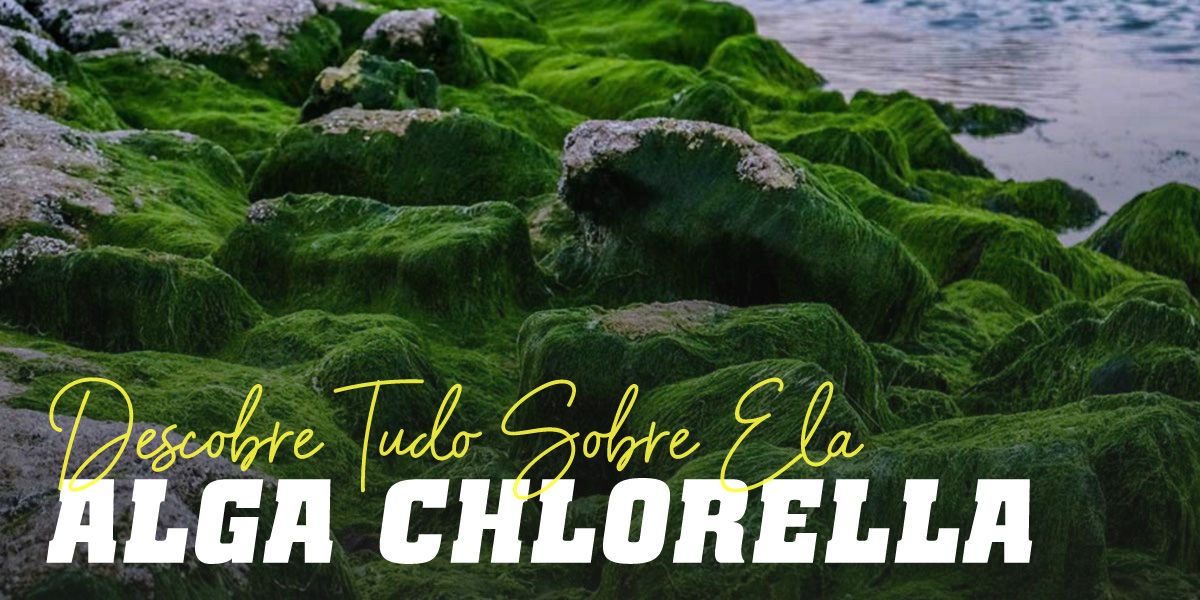 Alga Chlorella, eficaz para desintoxicar o organismo