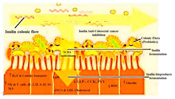 Inulina - Benefícios para a Saúde Intestinal e ação prebiótica