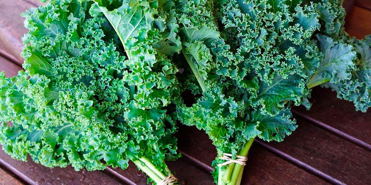 Tudo sobre o Kale: O que é, Propriedades e Receitas【HSN Blog】