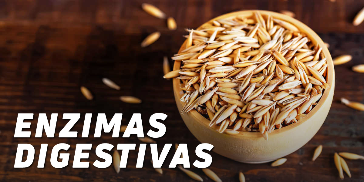 Enzimas digestivas - Elemento chave na absorção de nutrientes