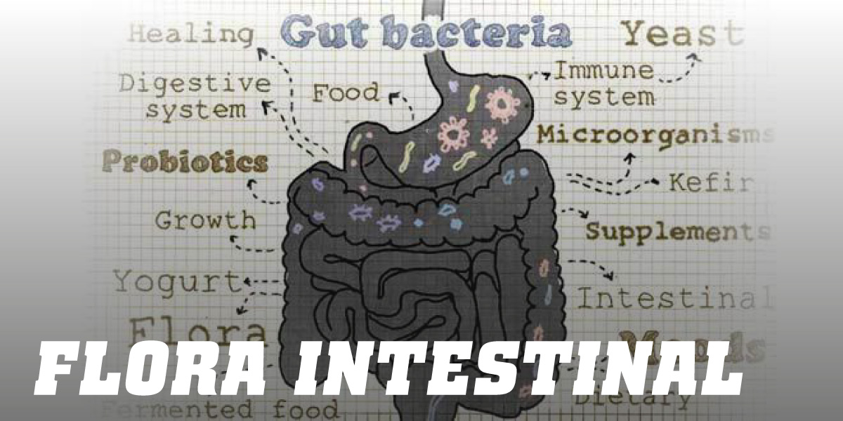 Flora intestinal - Guia para manter uma regulada saúde interior.