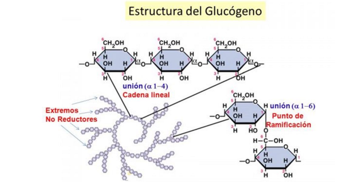 Combustível para o Cérebro – Cetonas ou Glicose?【HSN Blog】