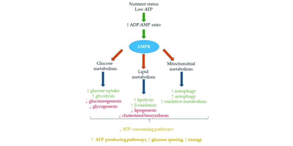AMPK e mTOR – Tudo o que Necessitas Saber【HSN Blog】