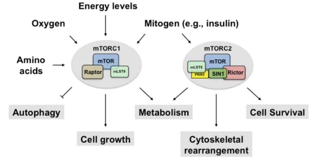 AMPK e mTOR – Tudo o que Necessitas Saber【HSN Blog】