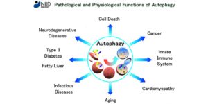 AMPK e mTOR – Tudo o que Necessitas Saber【HSN Blog】