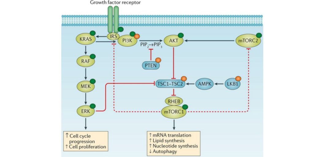 AMPK e mTOR – Tudo o que Necessitas Saber【HSN Blog】