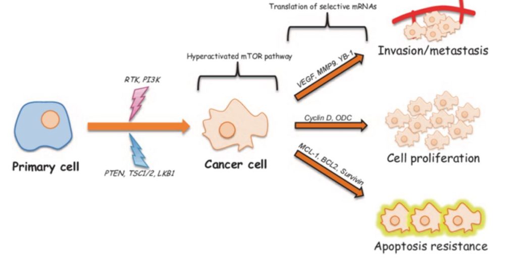 AMPK e mTOR – Tudo o que Necessitas Saber【HSN Blog】