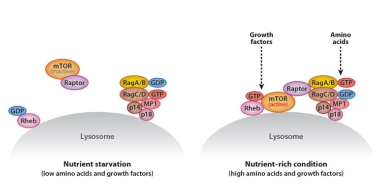 AMPK e mTOR – Tudo o que Necessitas Saber【HSN Blog】
