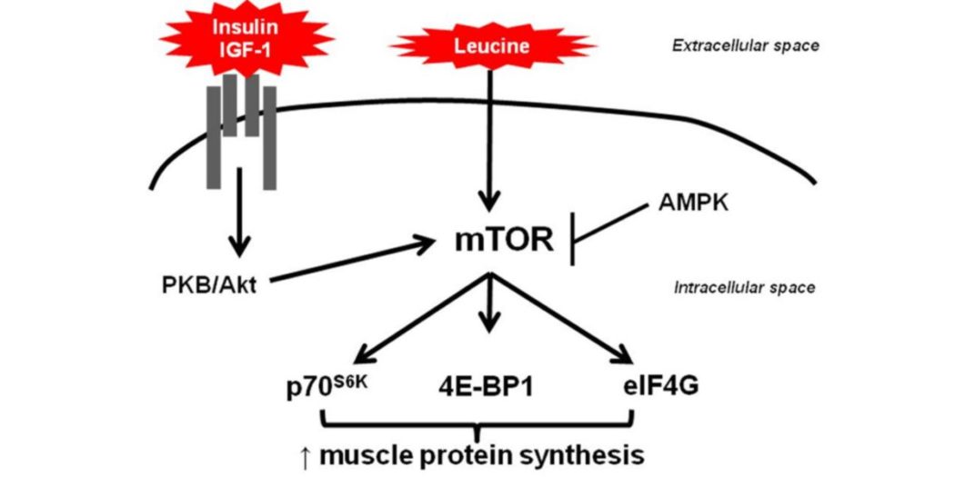 AMPK e mTOR – Tudo o que Necessitas Saber【HSN Blog】