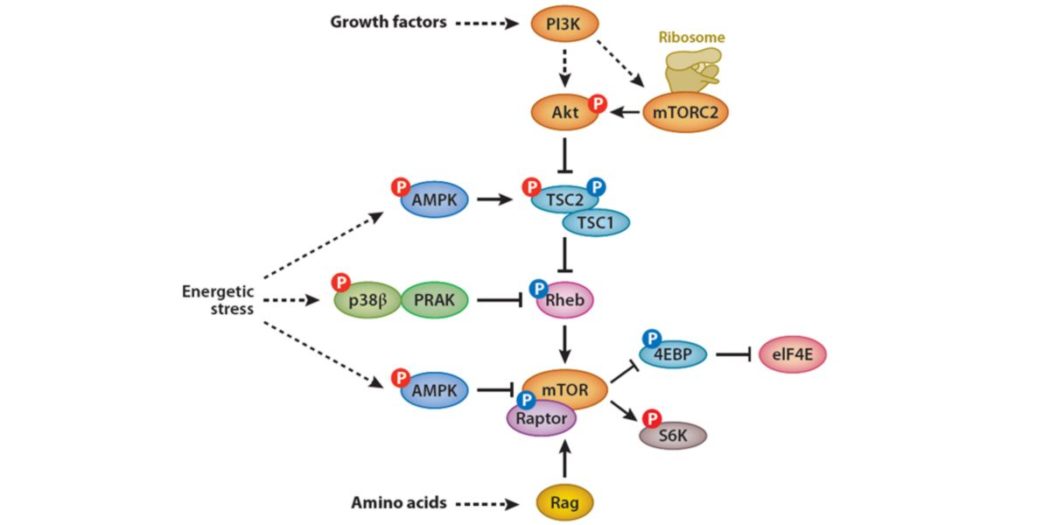 AMPK e mTOR – Tudo o que Necessitas Saber【HSN Blog】