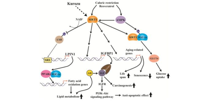 AMPK e mTOR – Tudo o que Necessitas Saber【HSN Blog】