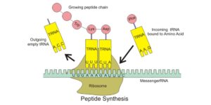 AMPK e mTOR – Tudo o que Necessitas Saber【HSN Blog】