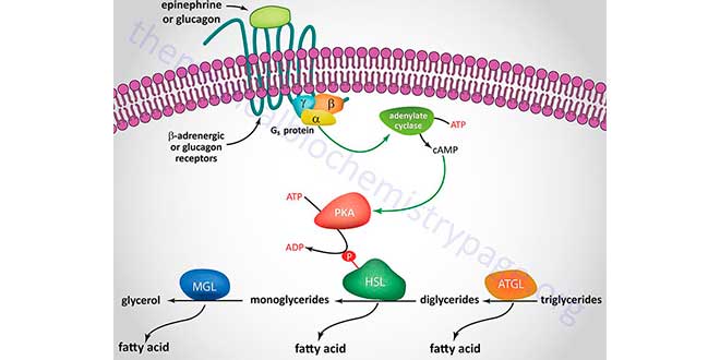 Como é que o teu corpo queima gordura?【HSN Blog】
