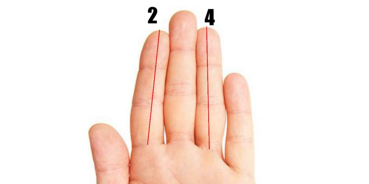 O que nos indica a Relação do Rácio Digital 2D:4D? 【HSN Blog】